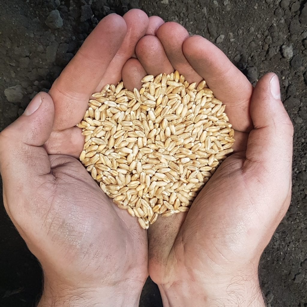 Triticale Seed | Trawin Seeds
