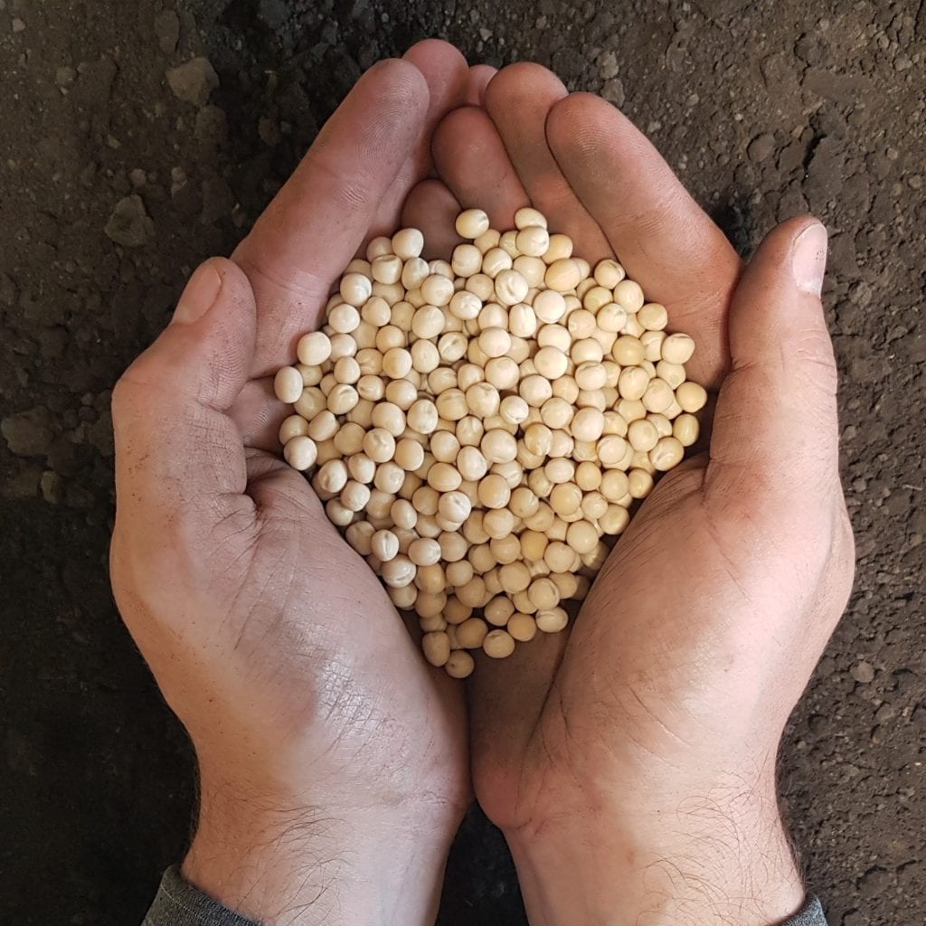 SeCan CDC Spectrum Yellow Peas | Trawin Seeds
